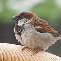 LazyLearn — Flashcard Machine